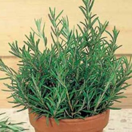 Rozemarijn zelf kweken.