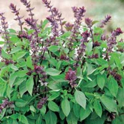 Thaise basilicum met anijs aroma