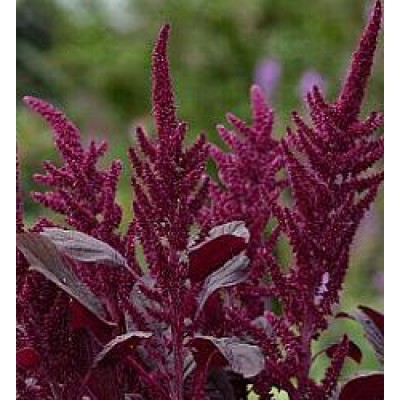 Amaranthus cruentus Oeschberg