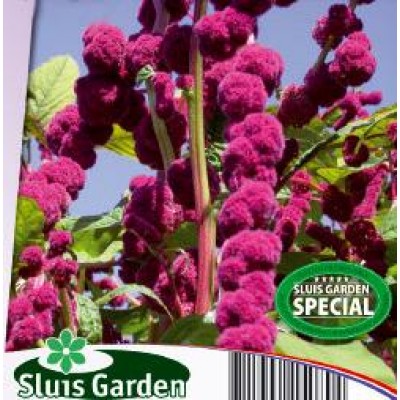 Amaranthus caudatus gibbosus Dreadlocks - Kattenstaart - zaden kopen
