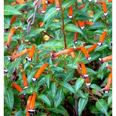 Cuphea ignea Mexican Cigar Plant - Luciferplant - zaden kopen