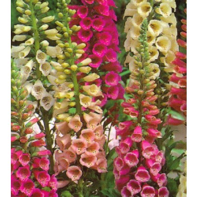 Digitalis purpurea Foxy mix - Vingerhoedskruid - zaden kopen