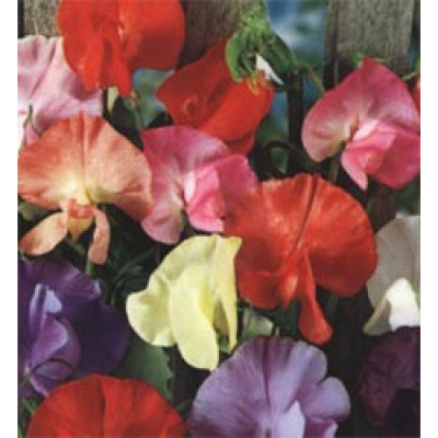 Lathyrus odoratus, Old Fashioned Mix - Siererwt Geurerwt - zaden bestellen