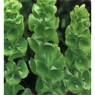 Molucella laevis - Klokken van Ierland - Zaden kopen