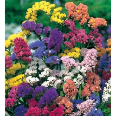 Statice sinuata Special Mix - Bochtig Lamsoor - zaden bestellen
