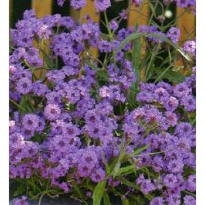 Verbena rigida Intensity - IJzerhard - zaden kopen