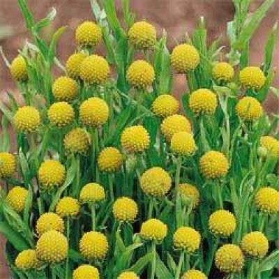 Cephalophora aromatica Pineapples - gummibeerbloem - zaden kopen