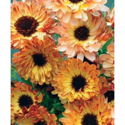Calendula officinalis Sunset Buff - Goudsbloem - zaden kopen