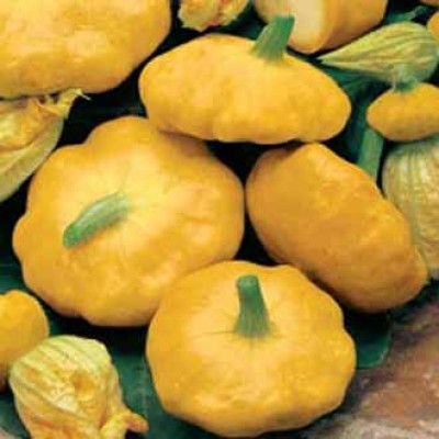Courgette Patisson Sunburst - schotelvormige vruchten - zaden kopen