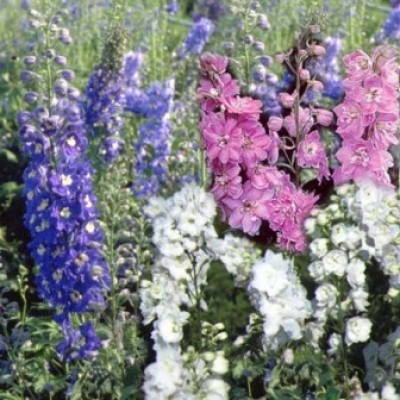 Delphinium cultorum Pacific Giants mix - Ridderspoor - zaden bestellen ...