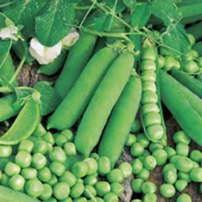 Erwten Stam Doperwten Onword - Het erwtensoort voor de liefhebber ...