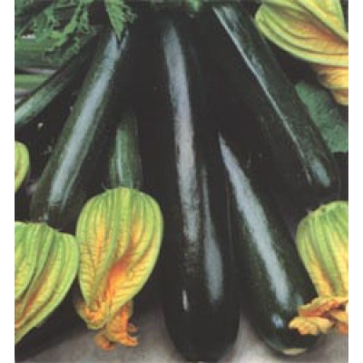Courgette Black Beauty - donkergroene vruchten - biozaden kopen