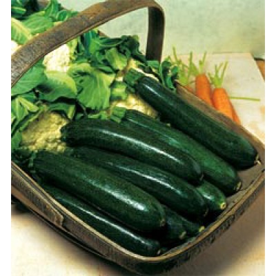 Courgette gr. Astia - Top Selectie - zaden kopen