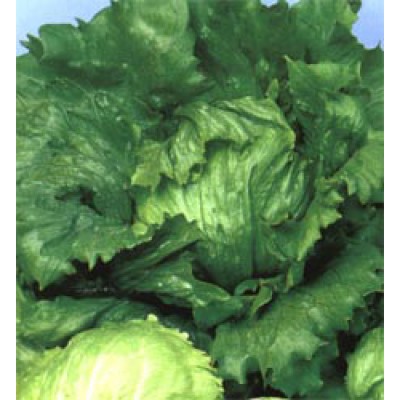 Sla IJsbergsla Iceberg - ijssla - zaden kopen