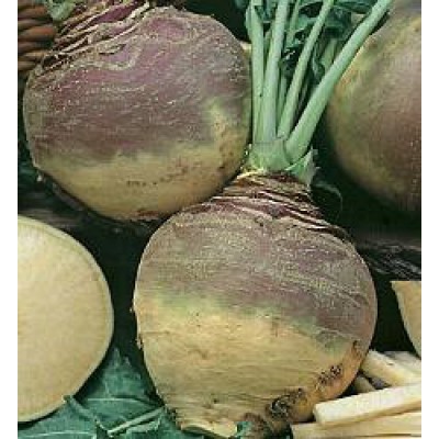 Koolrapen Best of All - - middelgrote, ronde variëteit - zaden kopen