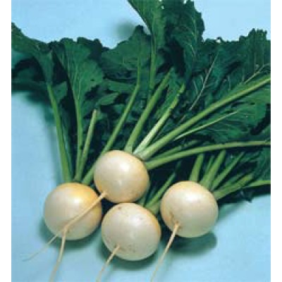 Rapen of Knollen Snowball - mild van smaak - zaden bestellen