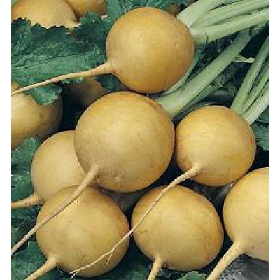 Rapen of Knollen Goldana - Zandraapjes of boterknollen tuin- of ...