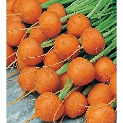 Wortelen Paris Market 5 - Parijse worteltje - zaden kopen