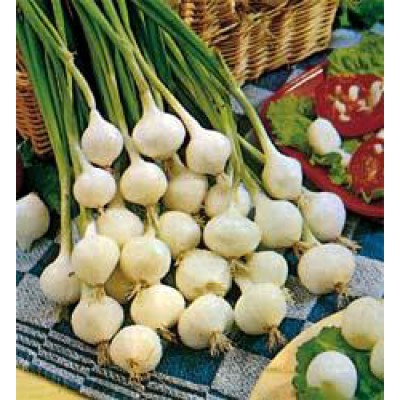 Uien Zilveruitje Barletta - meloesui of zilvervliesui - zaden kopen