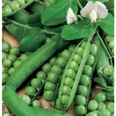 Erwten Stam Doperwten Onword - Het erwtensoort voor de liefhebber ...