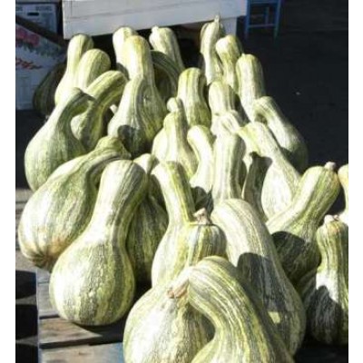 Kalebas Cushaw Green Striped - peervormig - zaden kopen