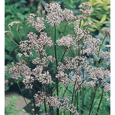 Valeriaan geneeskrachtig kruid zelf kweken