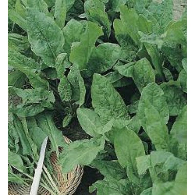 Zuring zelf kweken - Rumex acetosa - zaden kopen