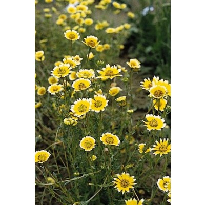 Layia elegans platyglossa - zaden kopen