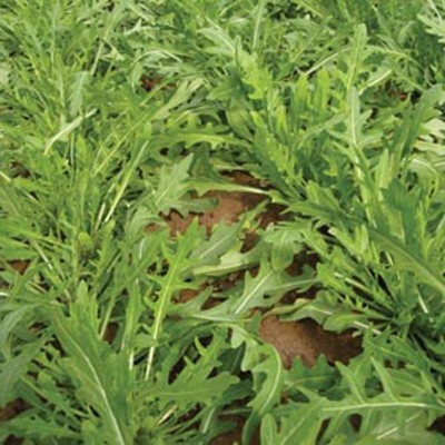 Rucola wild Trizia All Year Round - Diplotaxis tenuifolia - zaden kopen
