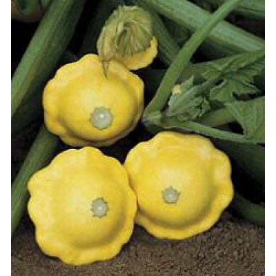 Courgette Patisson Sunburst - schotelvormige vruchten - zaden kopen