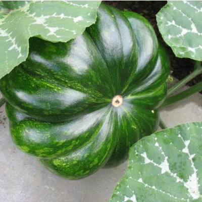 Kalebas Musquée de Provence - eetbare pompoen - zaden kopen