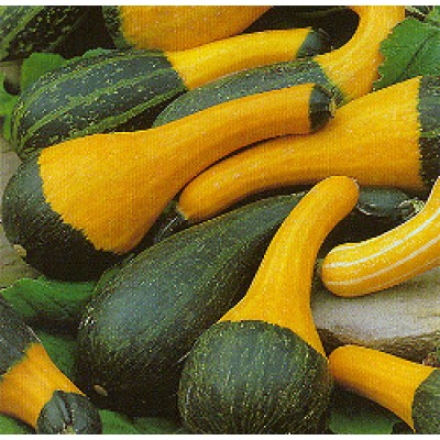 Kalebas Spoon - lepelvormige pompoen - zaden kopen