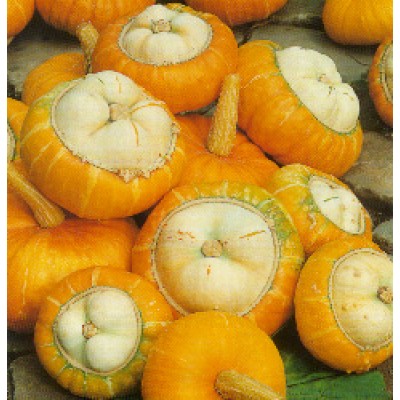 Kalebas Aladdin - kleine turkse muts - zaden kopen