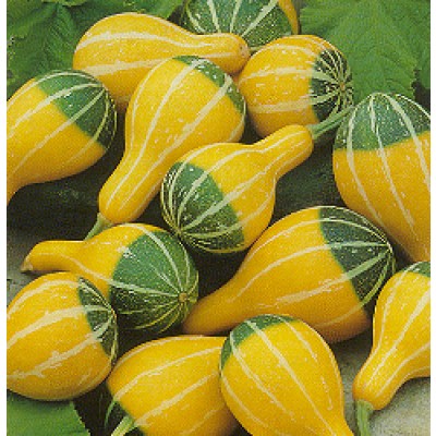 Kalebas Pear Striped Bicolor - Peervormige pompoen - zaden kopen