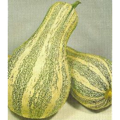 Kalebas Cushaw Green Striped - peervormig - zaden kopen