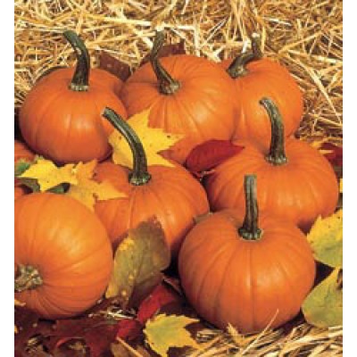 Pompoen mini Baby Bear - oranje minipomoen - zaden kopen