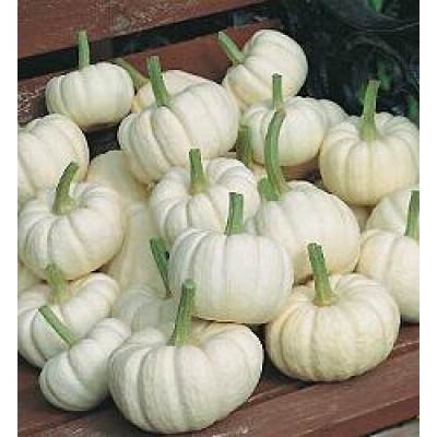 Pompoen mini Baby Boo - roomwitte pompoentjes - zaden kopen