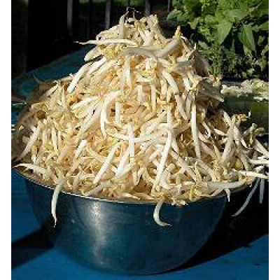 Mung Boon Tauge - biozaden spruitzaden kiemgroente - zaden kopen